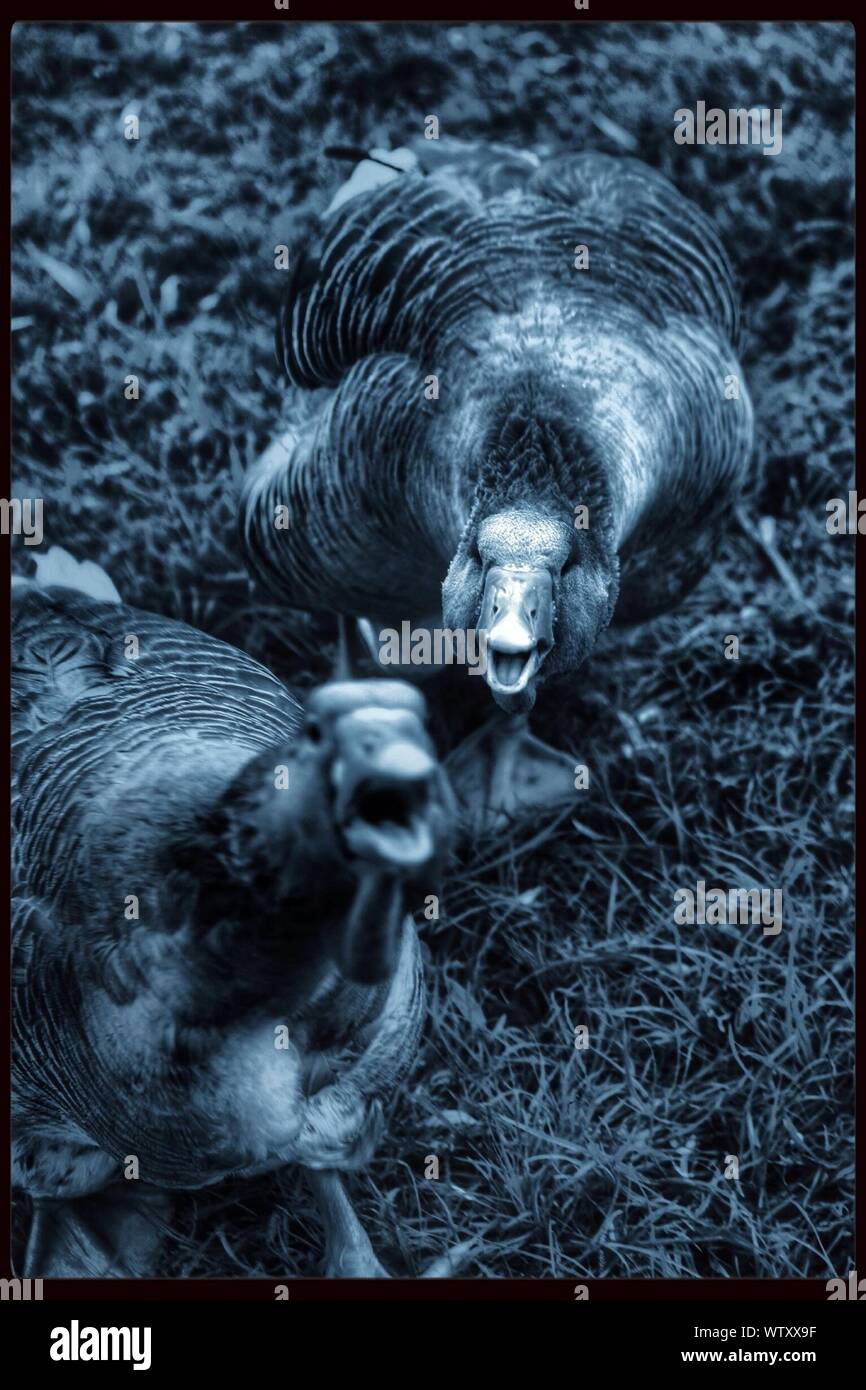 Greylag goose angry hi-res stock photography and images - Alamy
