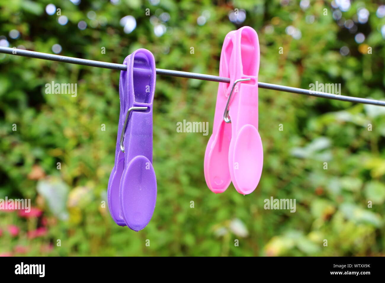 Pink and purple clothes pin on a washing line in a garden Stock Photo ...