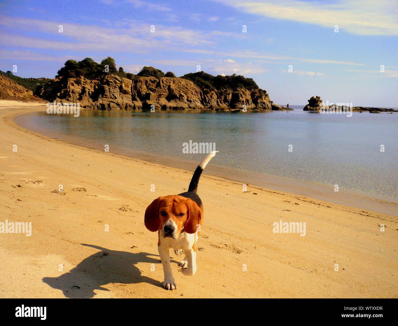 Beagle beach hi-res stock photography and images - Alamy
