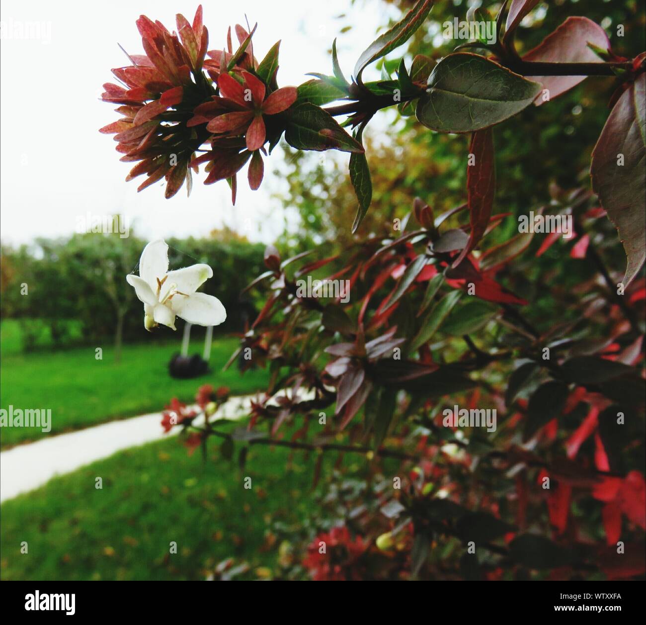 Flower falling hi-res stock photography and images - Alamy