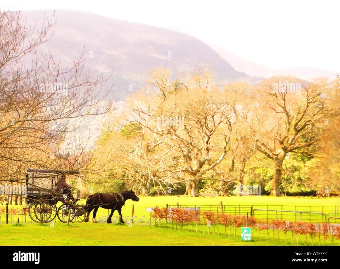 Carriage side view hi-res stock photography and images - Alamy