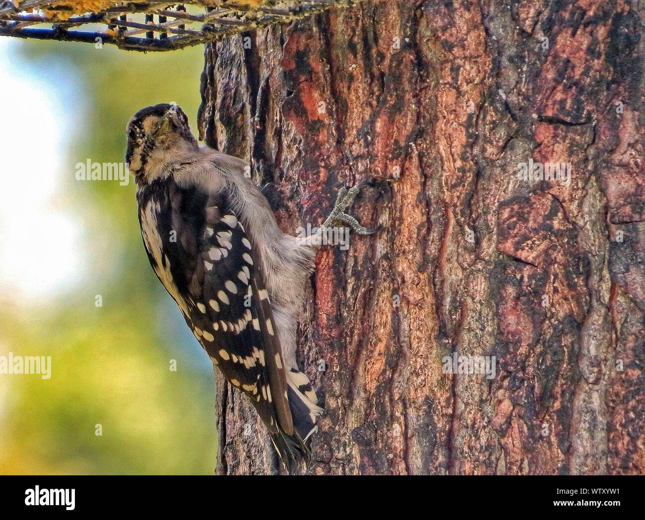 Woodpecker climbing tree hi-res stock photography and images - Alamy