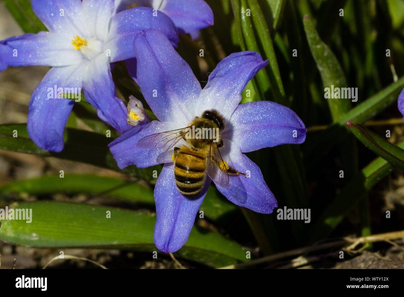 Purple nectar plant hi-res stock photography and images - Alamy