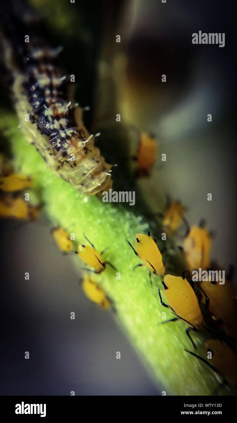 Large group of insects hi-res stock photography and images - Alamy