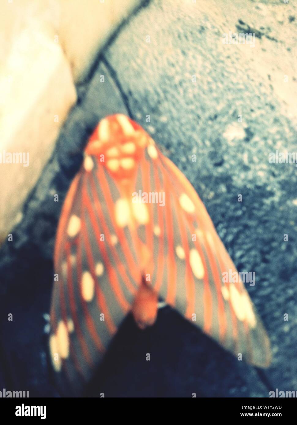 Regal Moth High Resolution Stock Photography and Images - Alamy