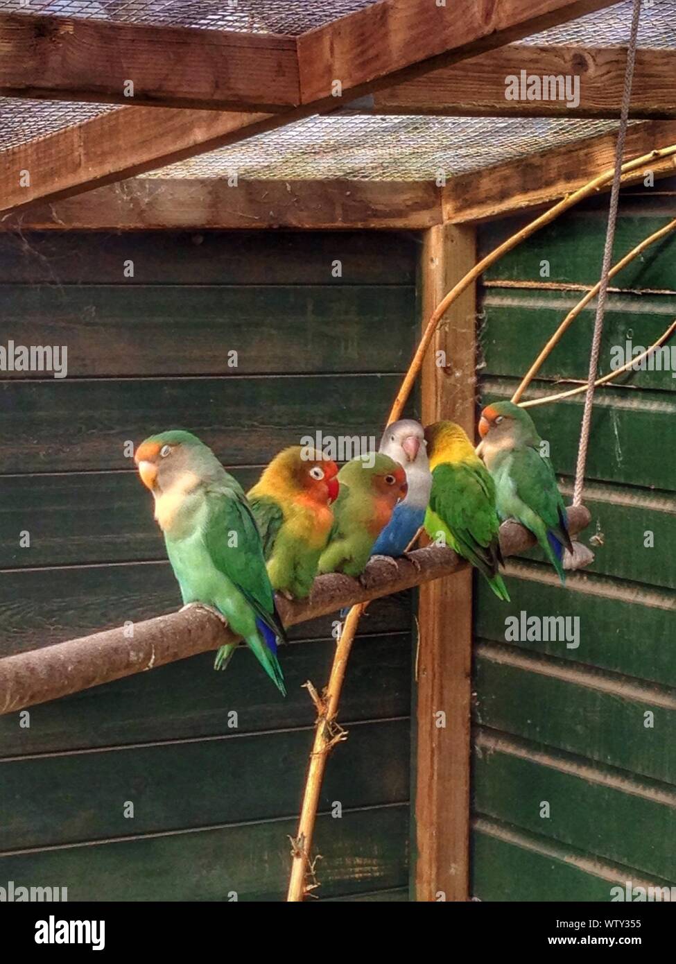 Six parrots hi-res stock photography and images - Alamy