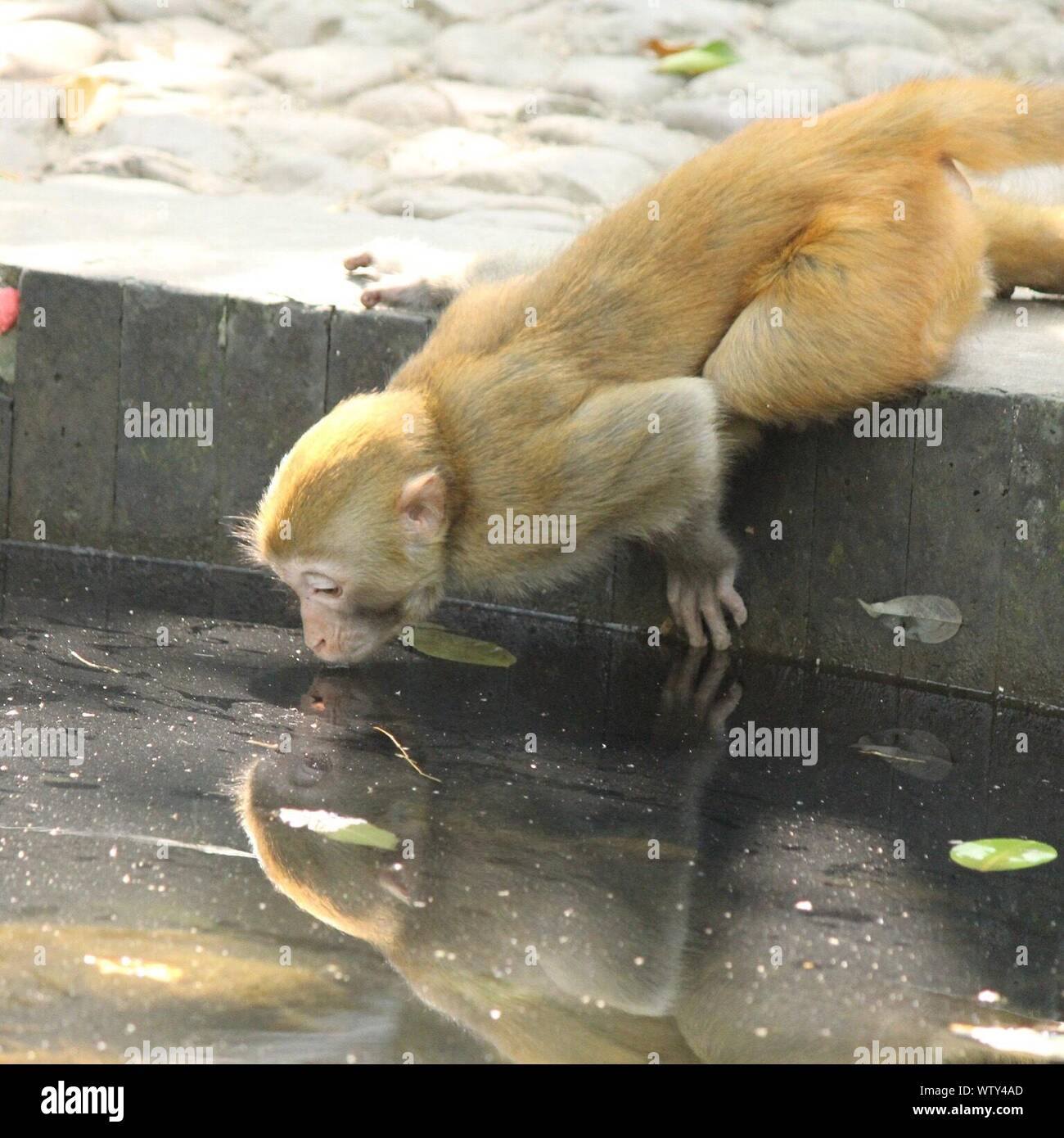 Monkey Drinking Water From Pond Stock Photo - Alamy