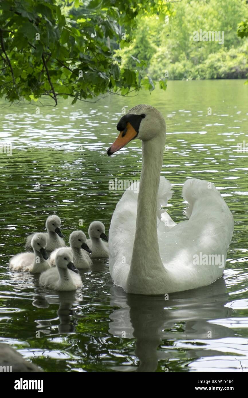 Swan young hi-res stock photography and images - Alamy