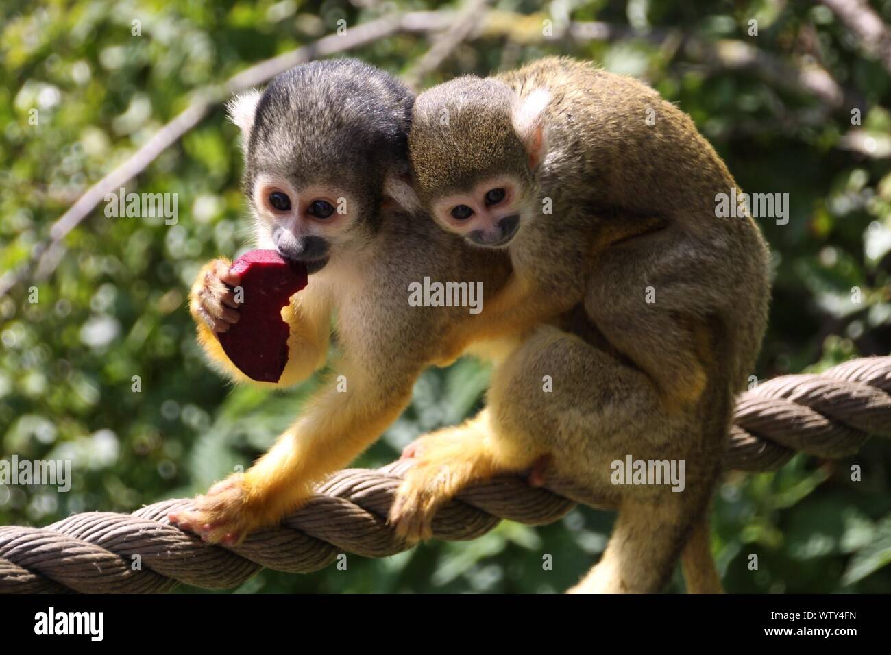 Two monkeys in zoo hi-res stock photography and images - Alamy