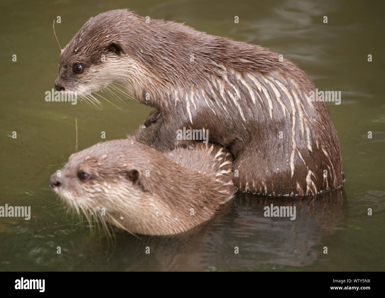 Sharp-clawed Otters, Gembira Loka Zoo, Yogyakarta, Indonesia Stock ...