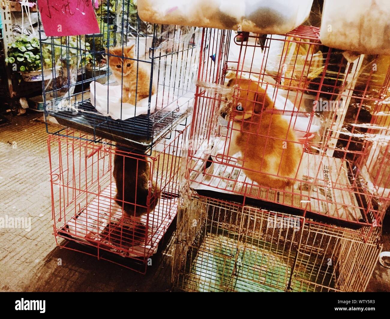 Puppy cage shop hi-res stock photography and images - Alamy