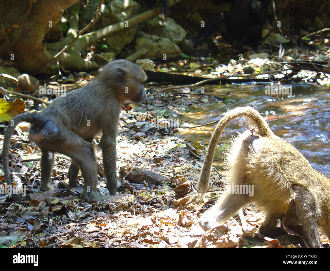Drinking Monkeys High Resolution Stock Photography and Images - Alamy