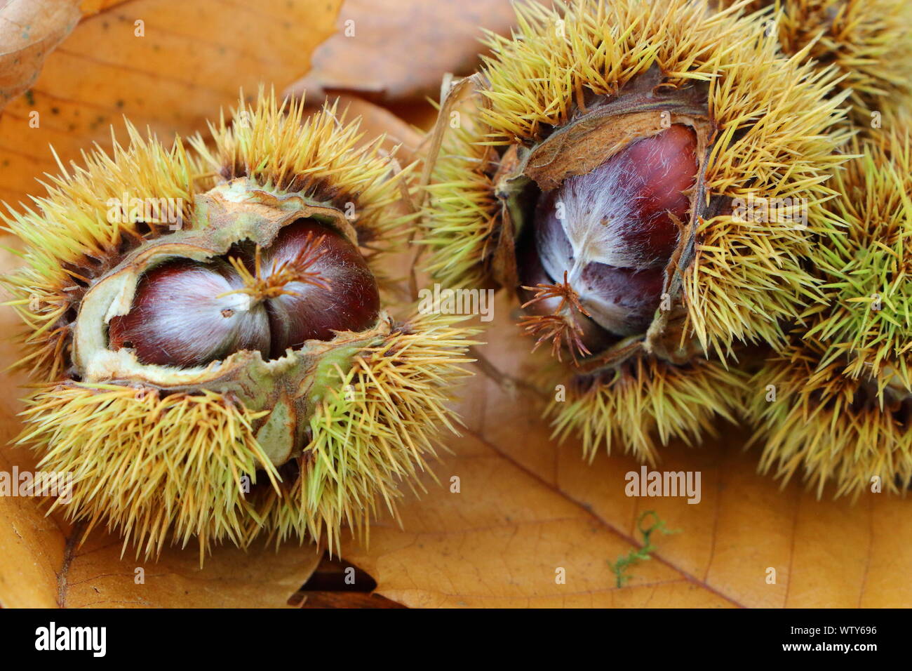 Chestnuts, husk and dead leaves after harvest during autumn Stock Photo ...