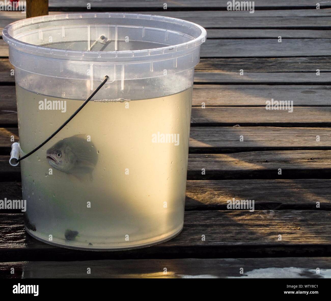 Which Bucket Is Fish at James Ivery blog