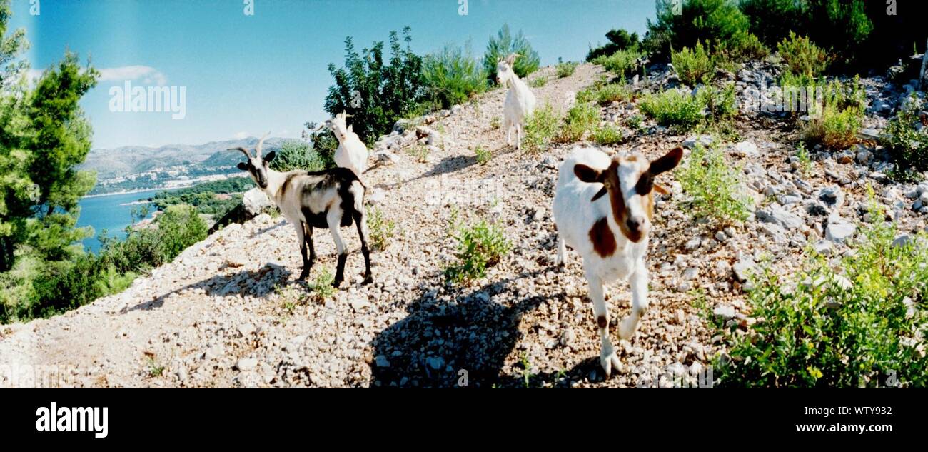 Goats free range hi-res stock photography and images - Alamy