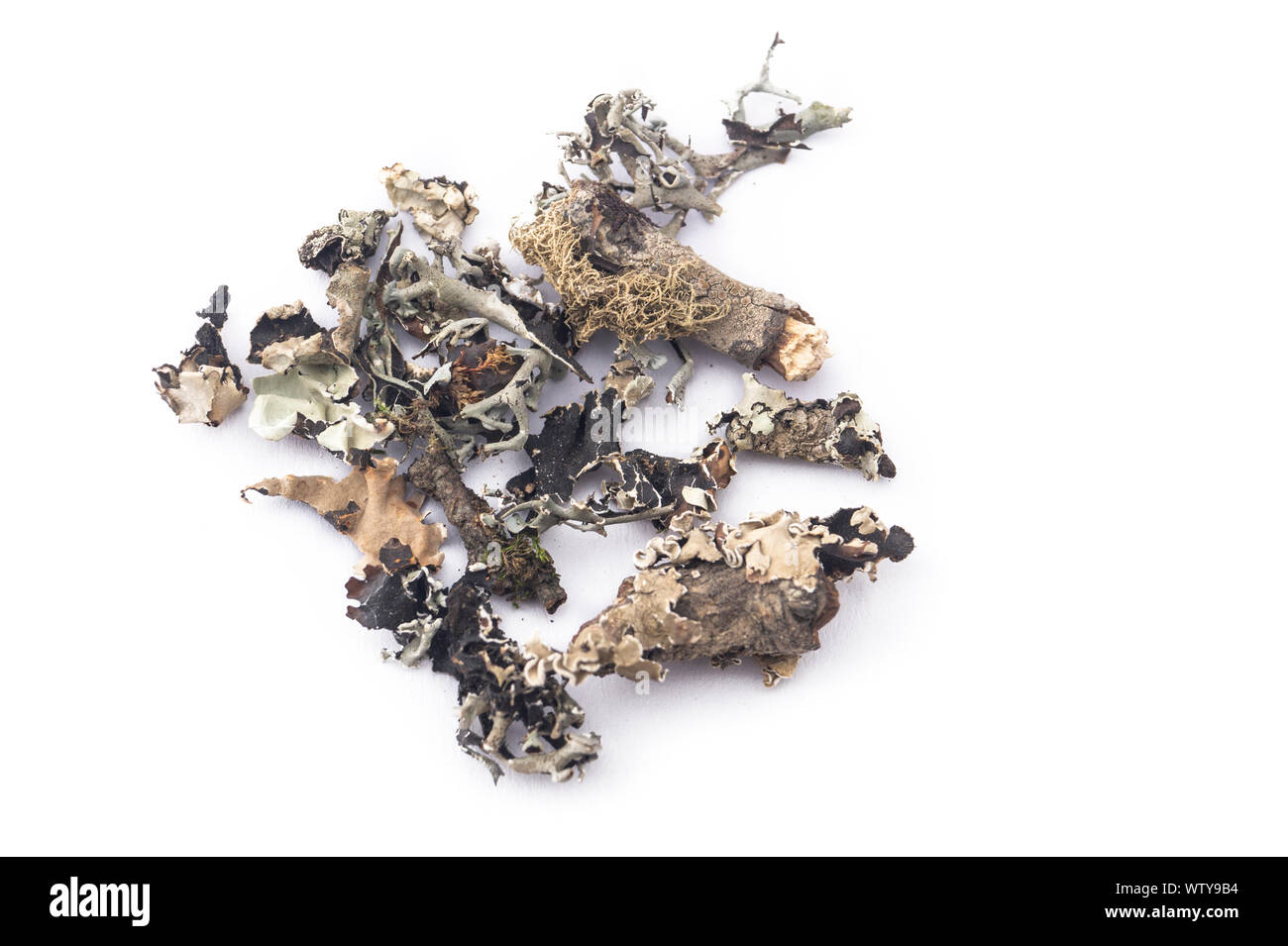 Dagad Phool High Resolution Stock Photography and Images - Alamy