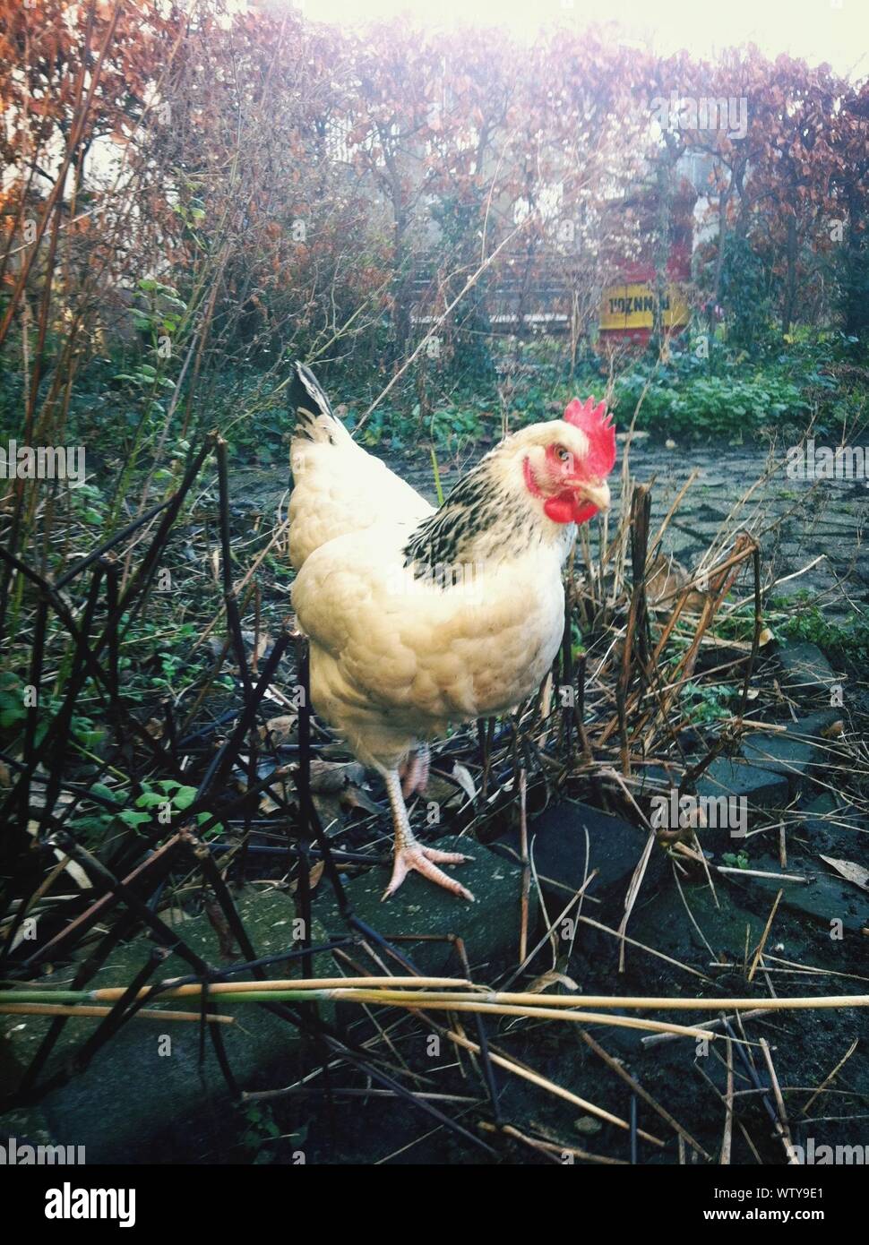Rooster front view hi-res stock photography and images - Alamy