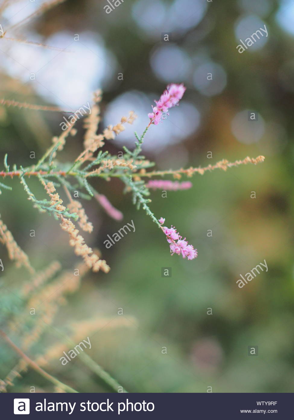 Tamarix Tree Stock Photos & Tamarix Tree Stock Images - Alamy