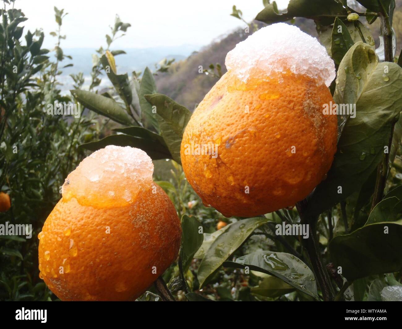 Orange fruit tree snow hi-res stock photography and images - Alamy
