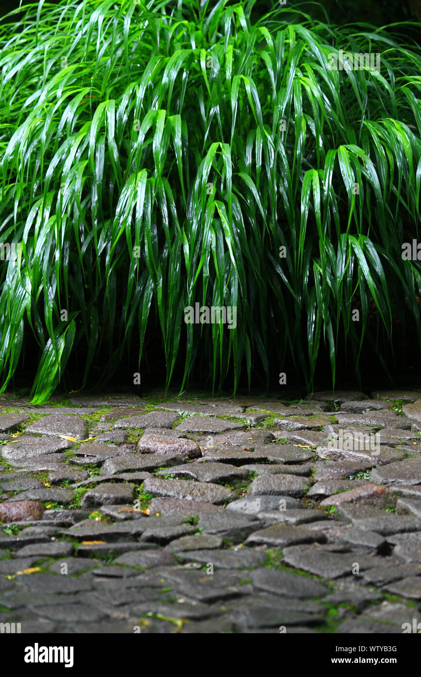 Rainy landscape of a Japanese garden with stone pavement and Gramineous ...