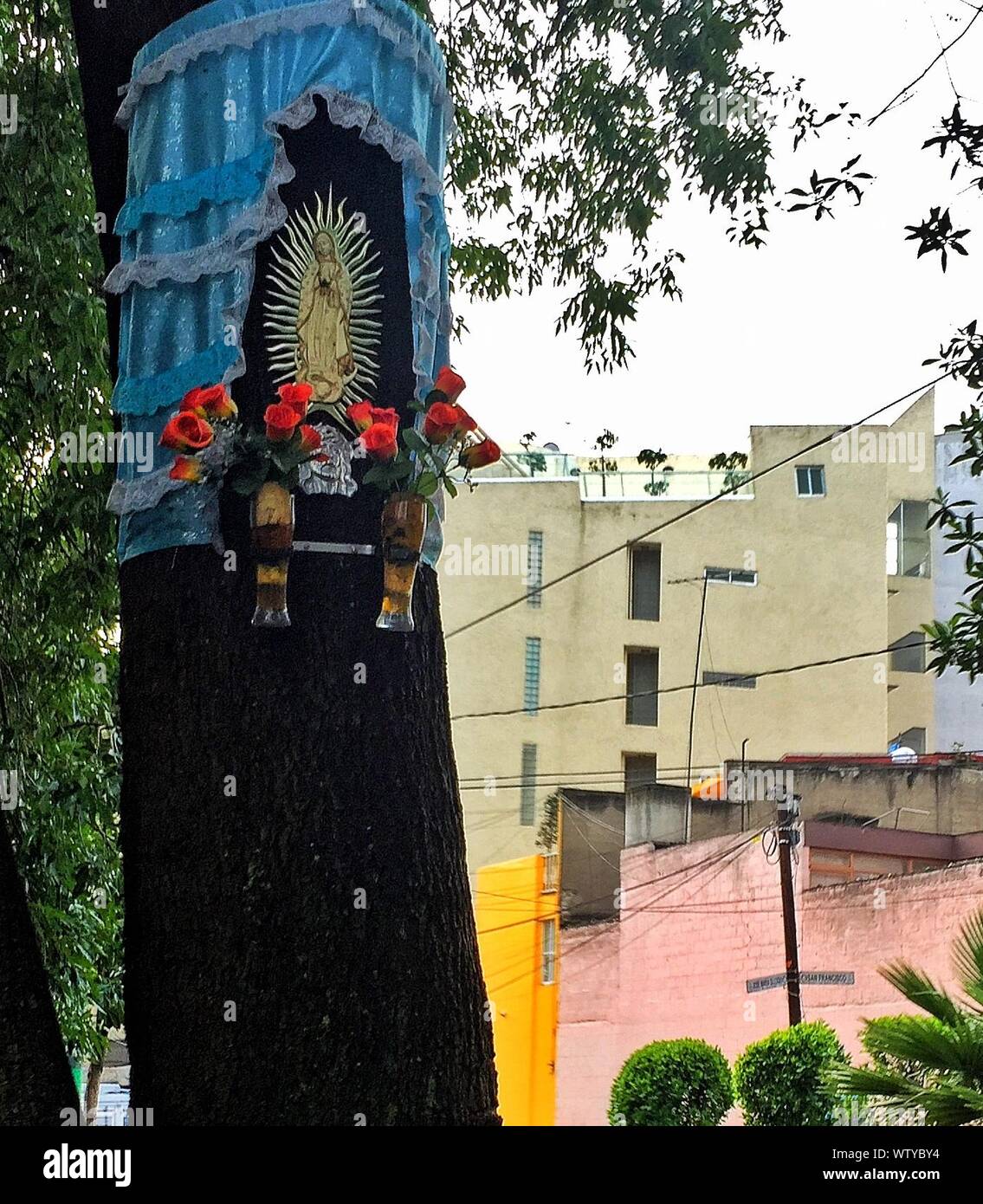 Virgin mary tree hi-res stock photography and images - Alamy