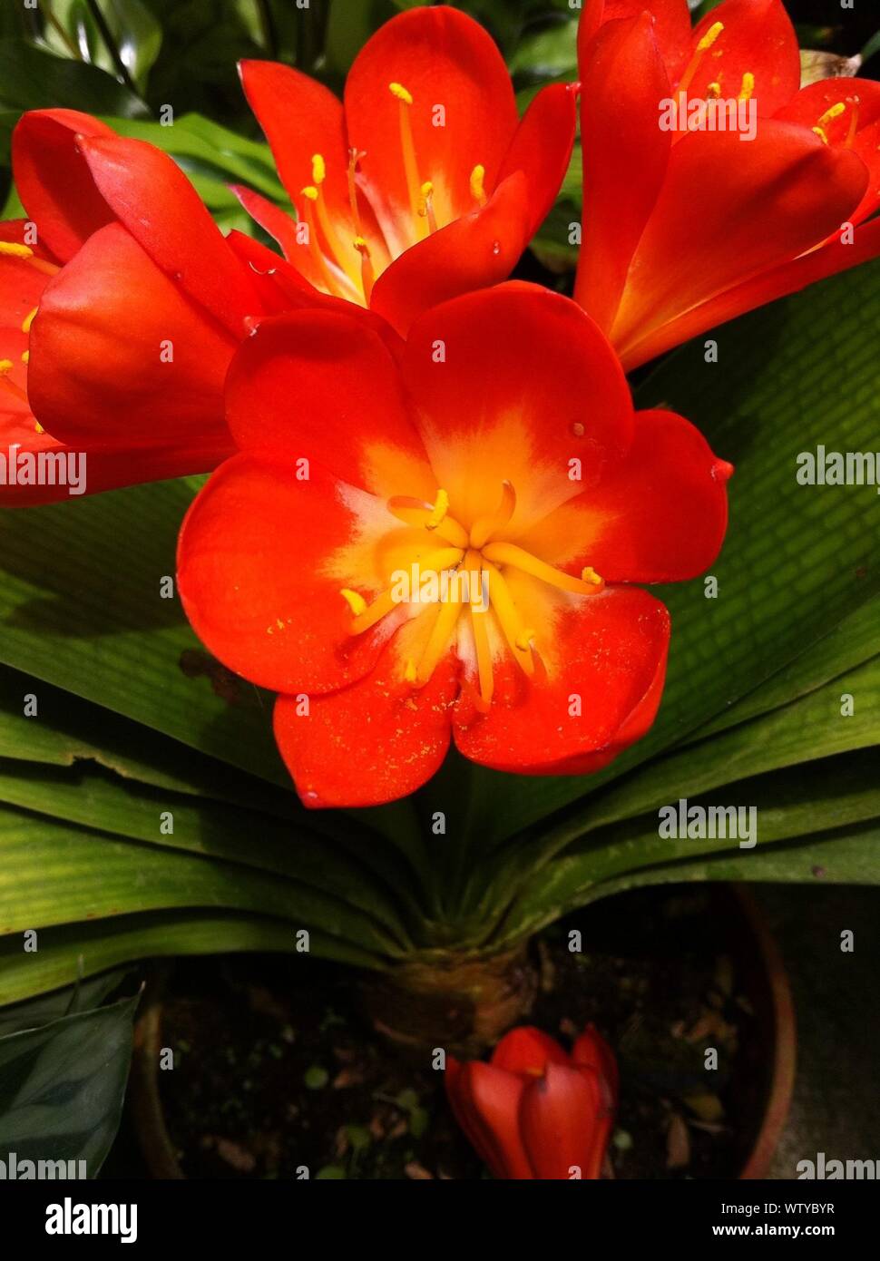 Clivia blossom hi-res stock photography and images - Alamy