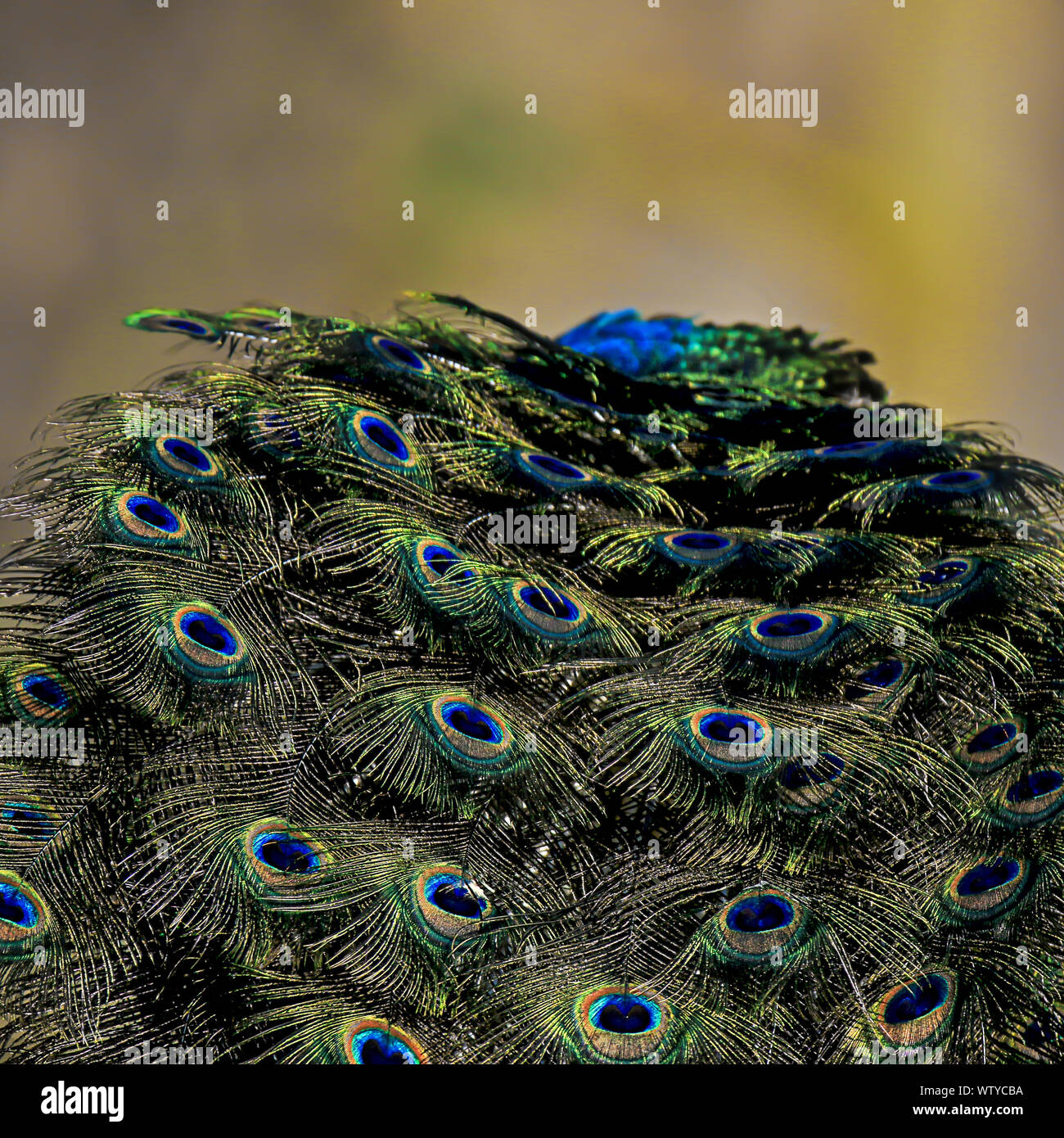 beautiful feathers of a male peacock back view Stock Photo - Alamy