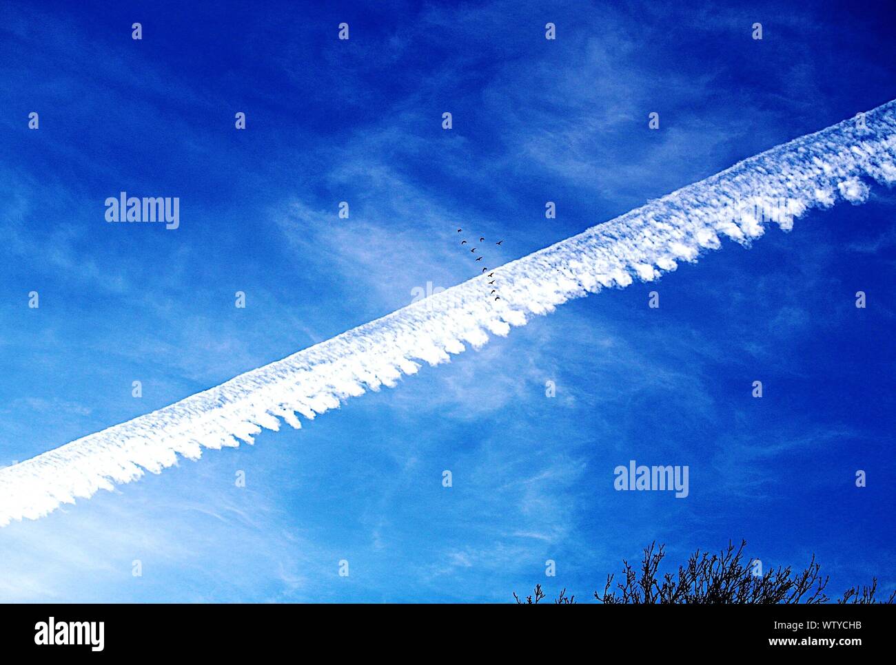 Formation birds hi-res stock photography and images - Alamy