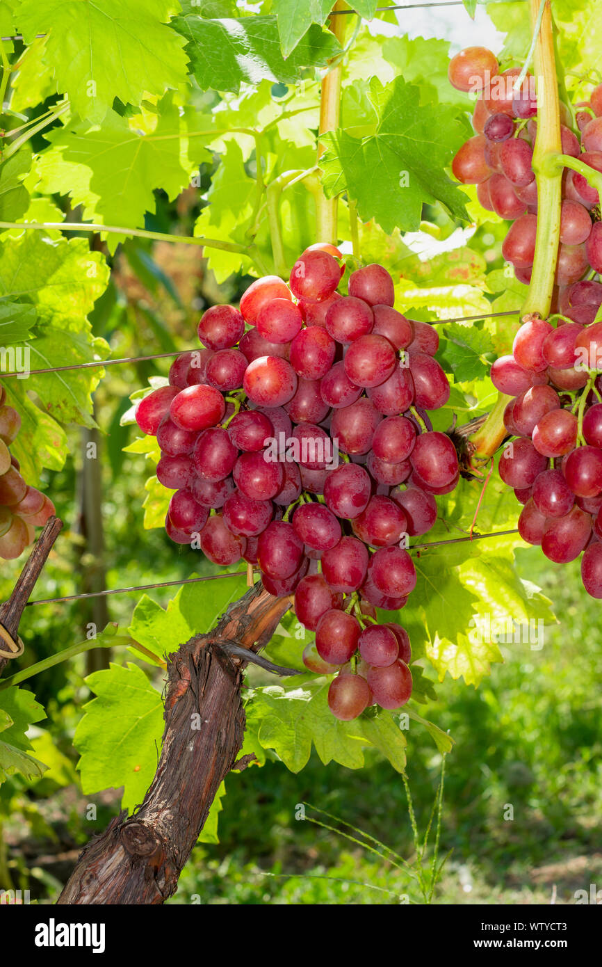 Red Grapes Garden