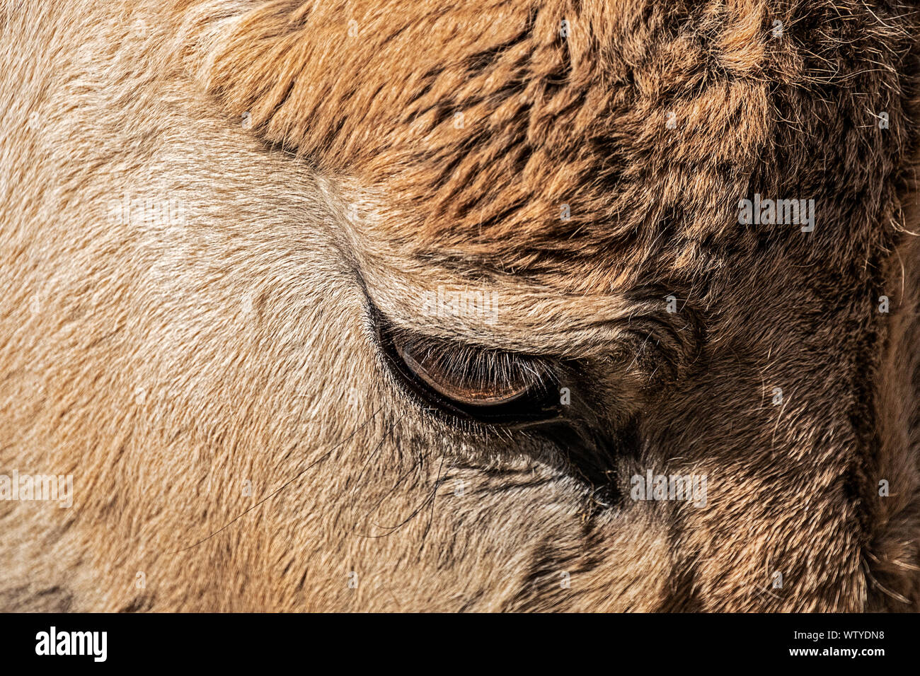 Burro close up hi-res stock photography and images - Alamy