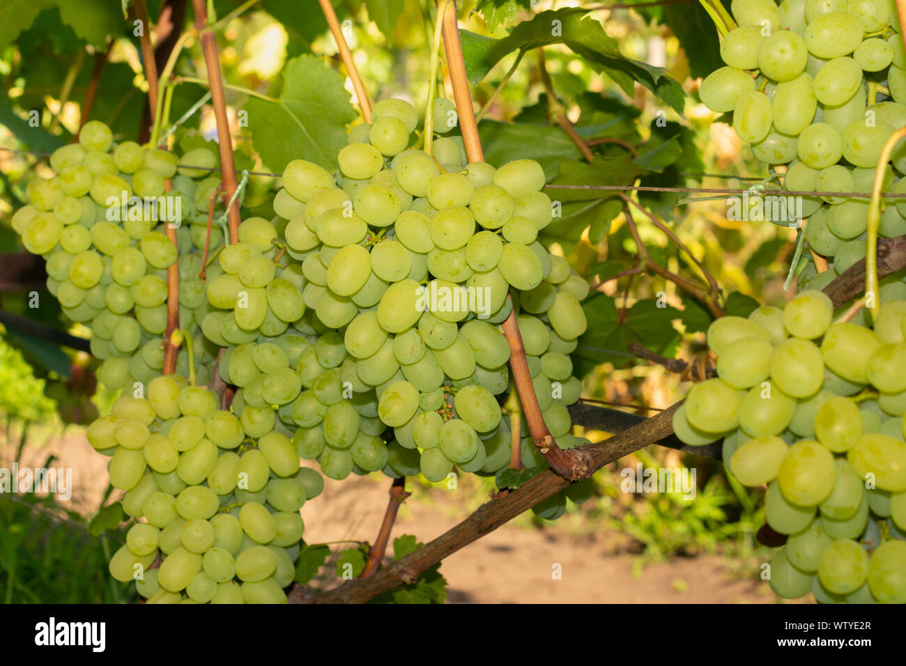 Cordon vine hi-res stock photography and images - Alamy