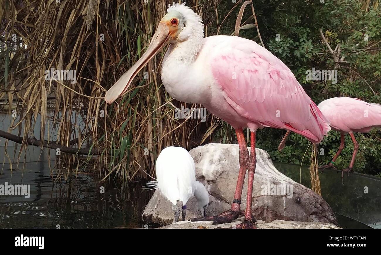Pink spoonbills hi-res stock photography and images - Alamy