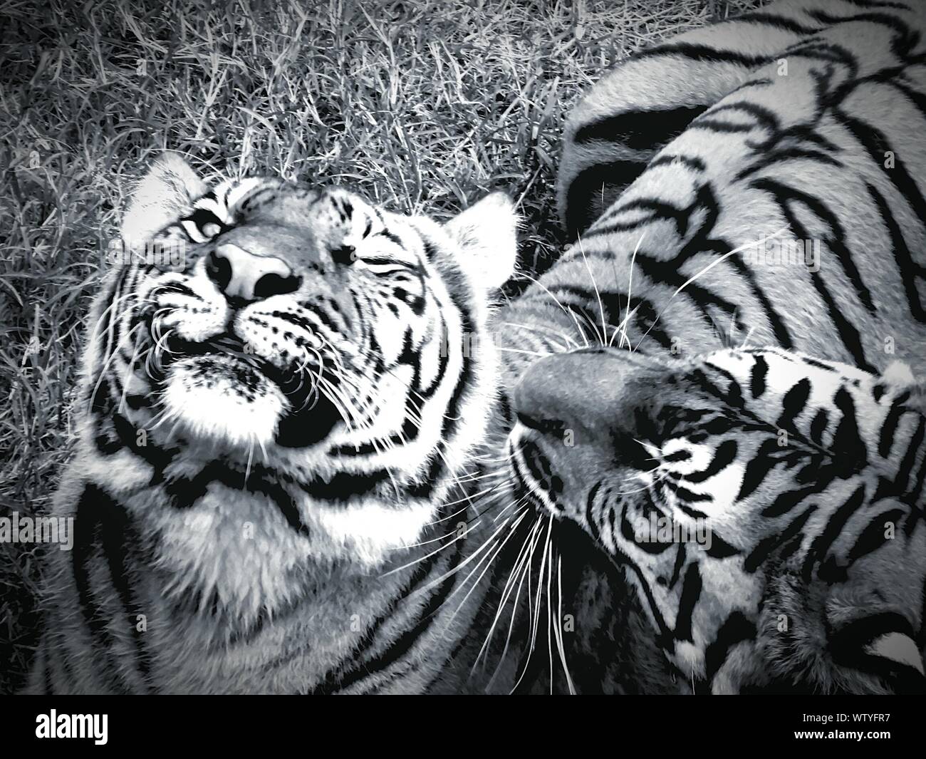 White tigers close up hi-res stock photography and images - Alamy