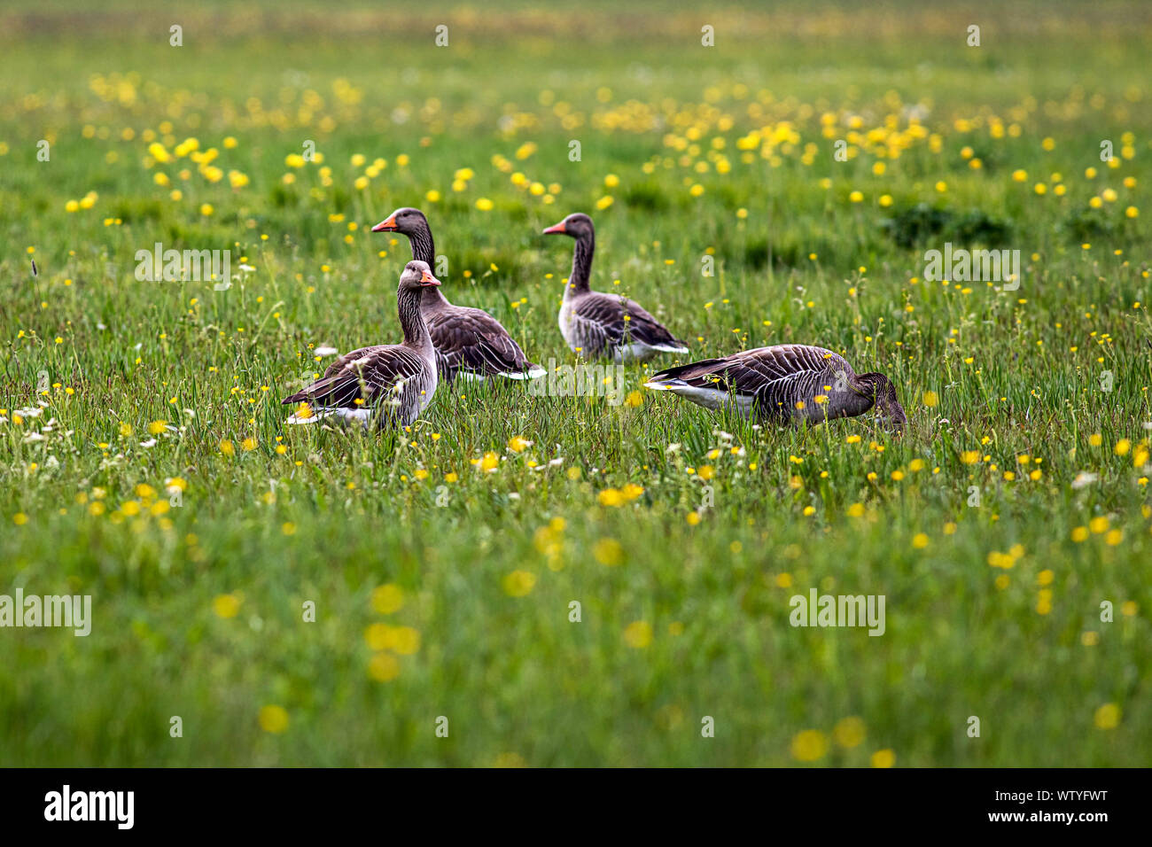 Yellow geese hi-res stock photography and images - Alamy