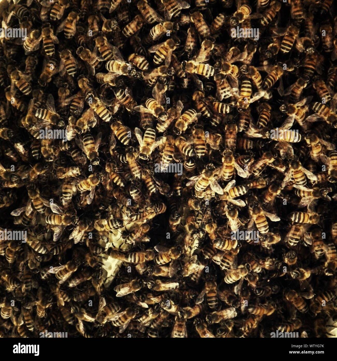 Large group of people full view hi-res stock photography and images - Alamy