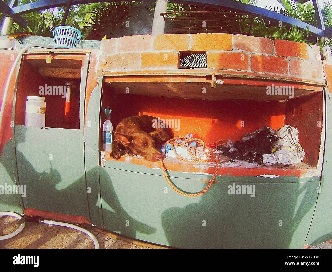 Animal made garbage hi-res stock photography and images - Alamy