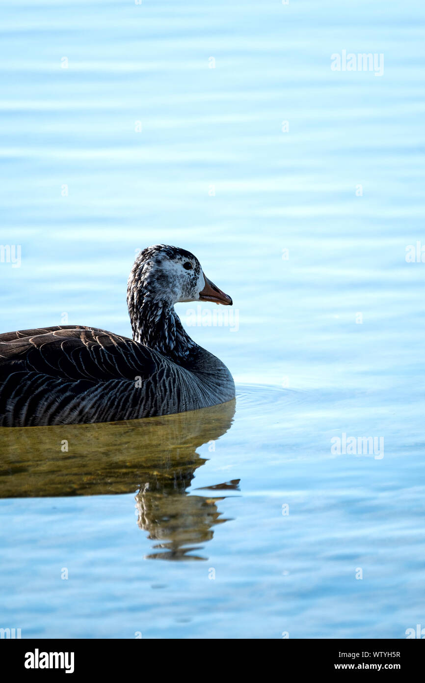 greylag goose swimming at lake Ammersee Stock Photo - Alamy