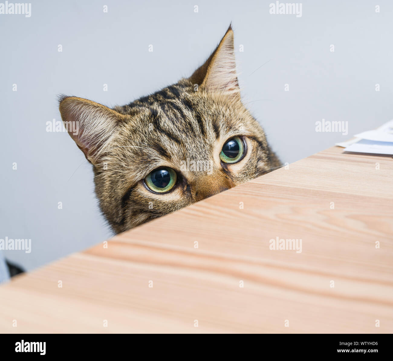 Cute short hair cat looking curious and snooping at home playing hide ...
