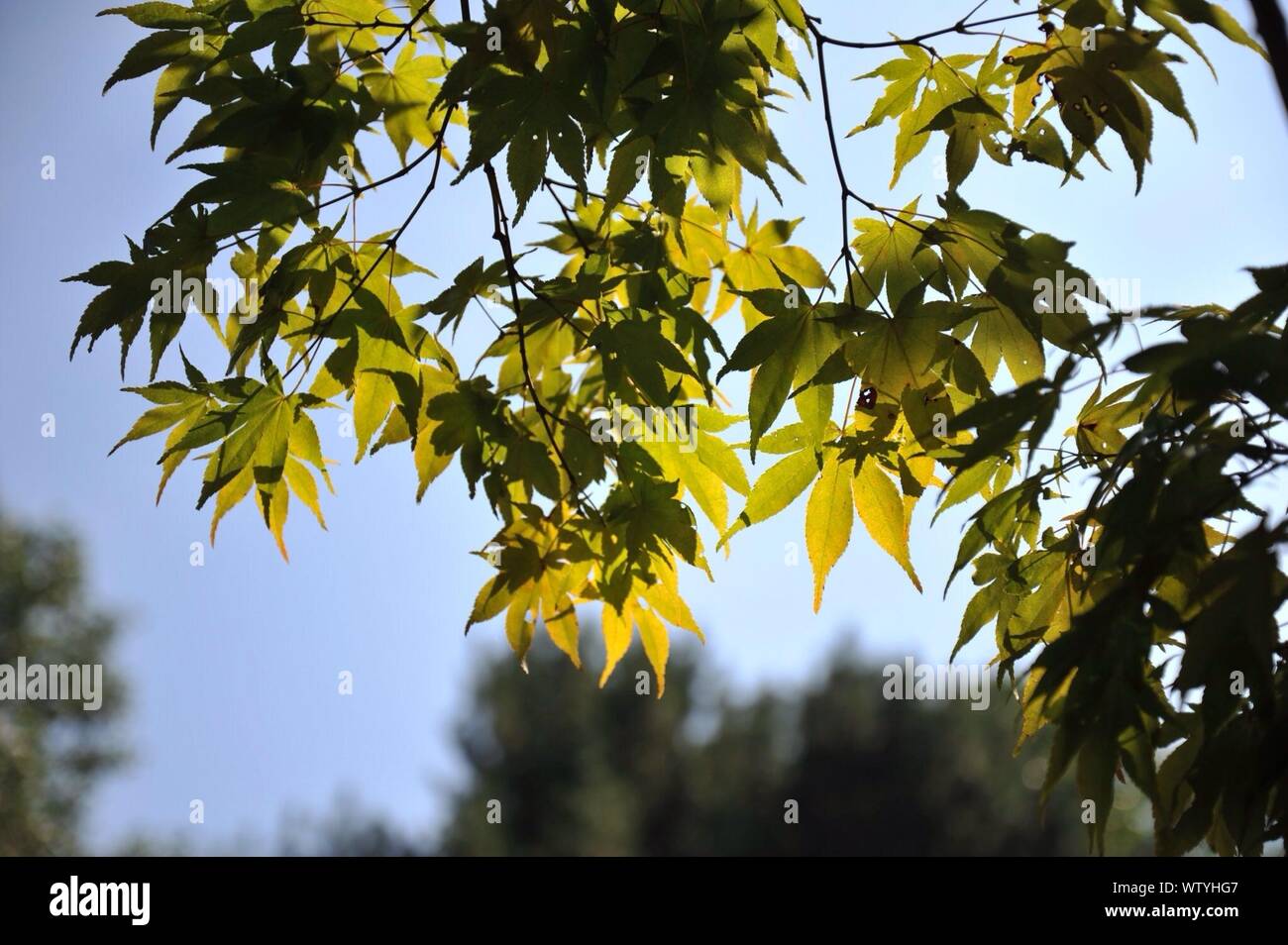 Maple Tree Branch High Resolution Stock Photography and Images - Alamy