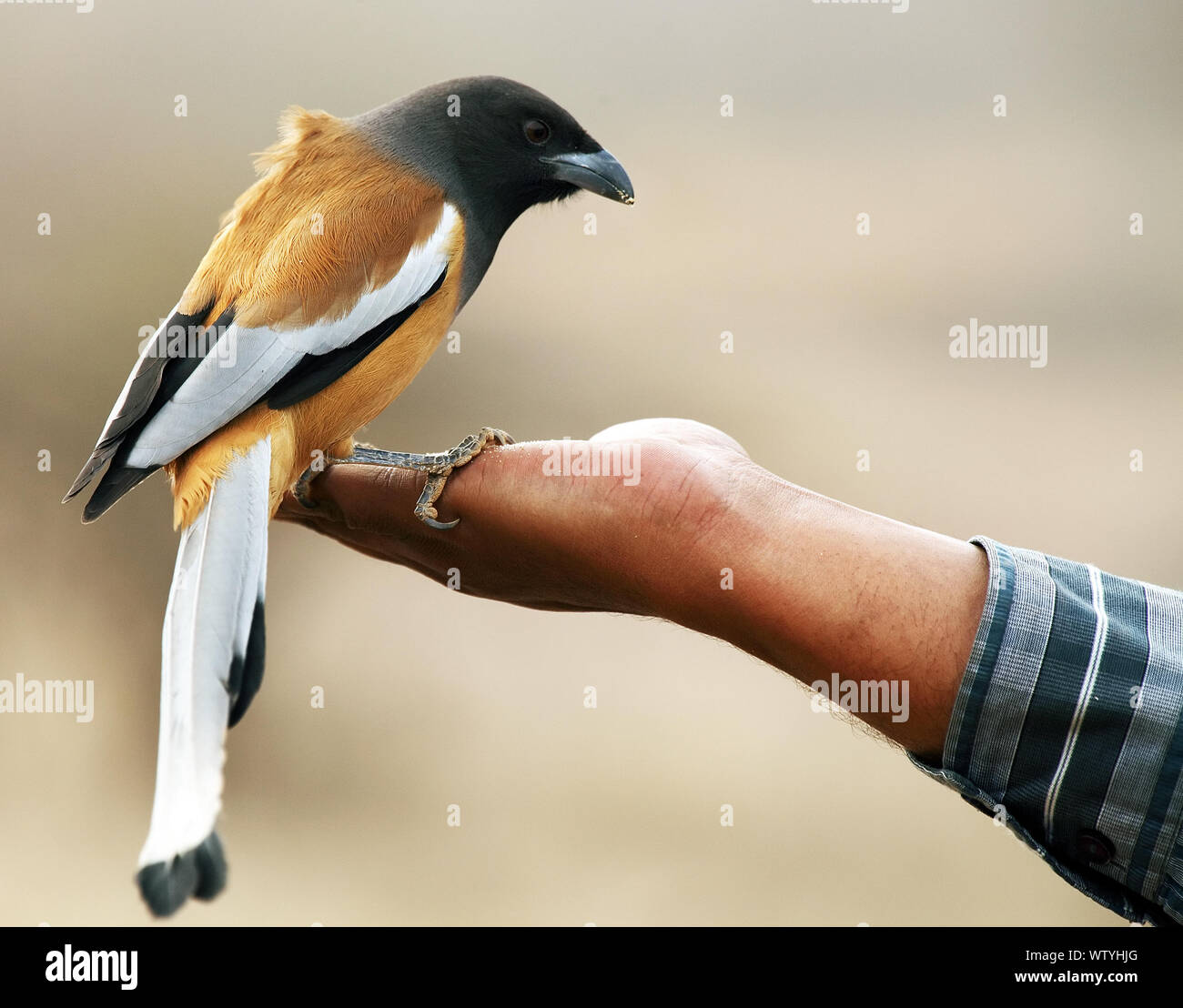 Indian zoology hi-res stock photography and images - Alamy