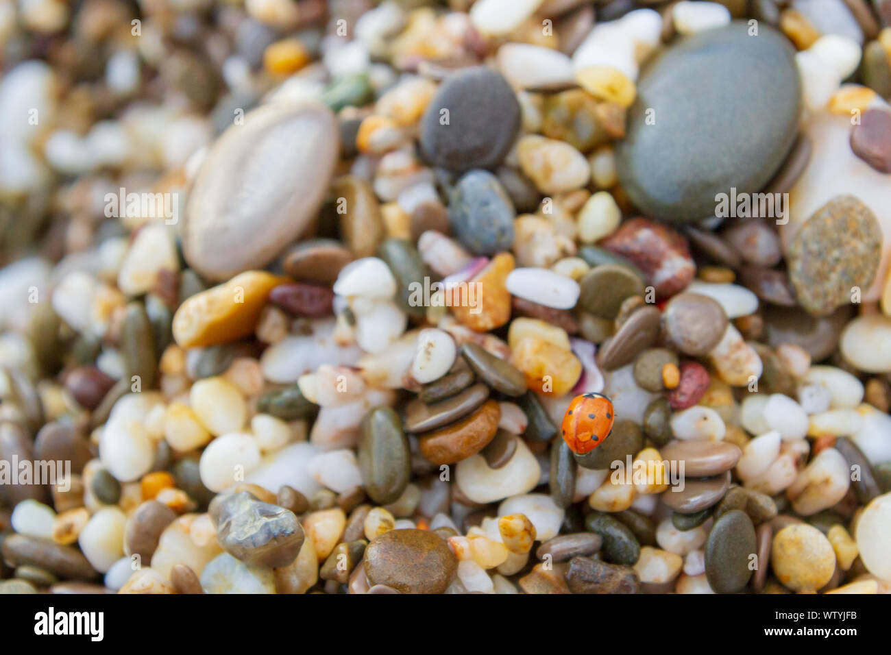 Insect sitting on the beach pebbles near the sea Stock Photo - Alamy