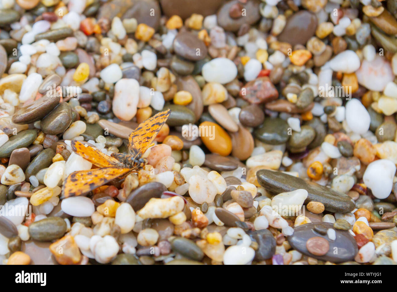 Insect sitting on the beach pebbles near the sea Stock Photo - Alamy