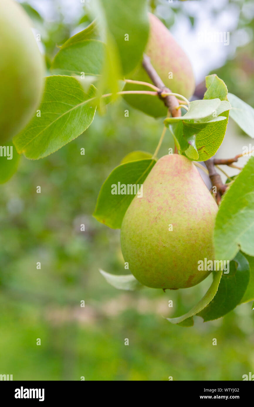Pear hanging on a tree hi-res stock photography and images - Alamy