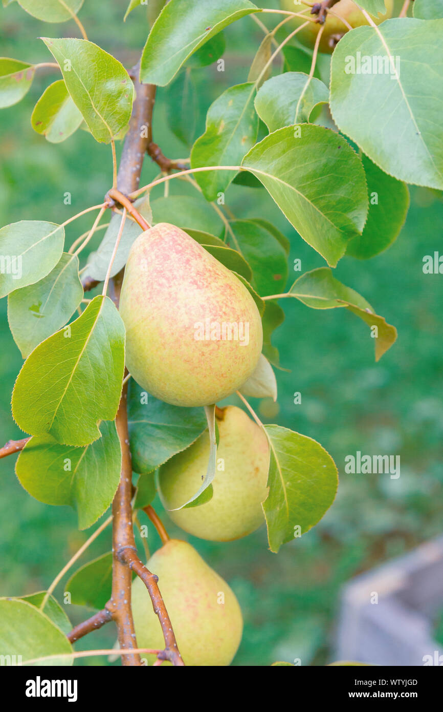 Pear hanging on a tree and Matures in late summer Stock Photo - Alamy