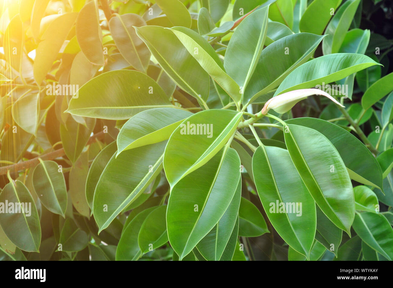 Rubber fig's big smooth green leaf ficus benjamina, ficus elastica ...