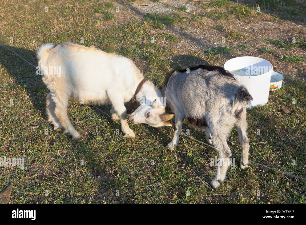 Two fighting young goats Stock Photo - Alamy