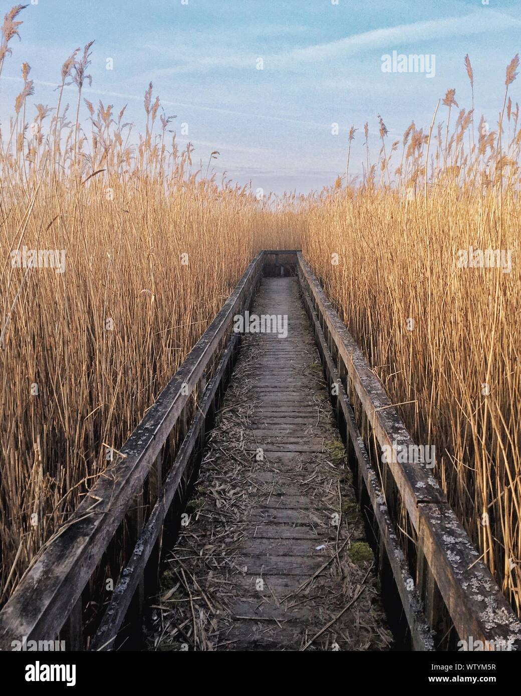 Boardwalk through tall grass hi-res stock photography and images - Alamy