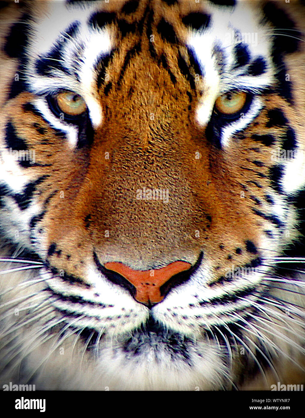 Shot wild tiger hi-res stock photography and images - Alamy