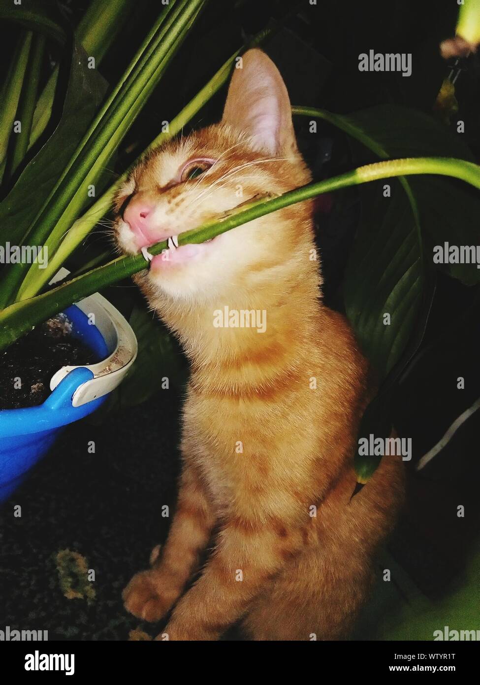 Cat biting hi-res stock photography and images - Alamy