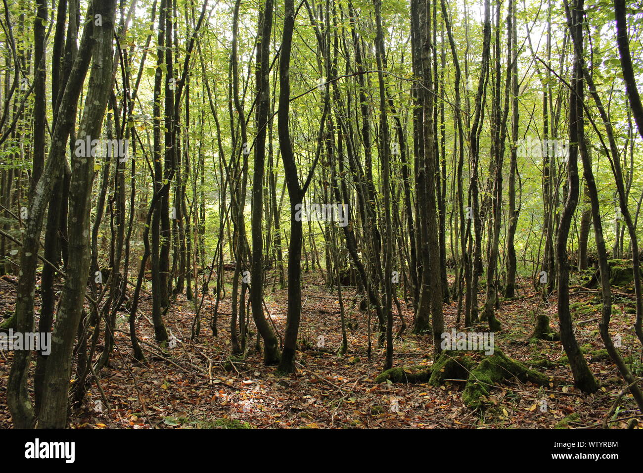 A group of small trees in the forest with sunlight shining through them ...
